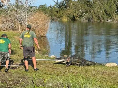 2 massive gators wrangled, removed from Florida park