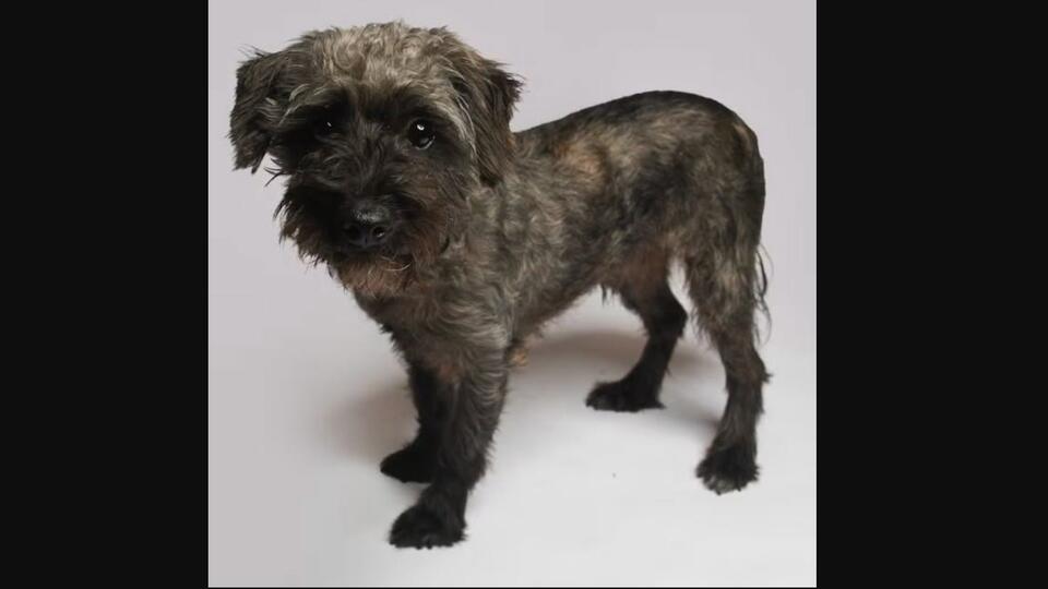 Tiny Schnauzer Mix With a Big Heart: Vince is Proof a Little Hope Can ...