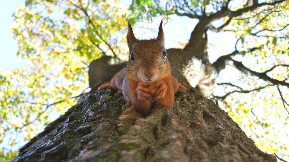 Vicious "Attack Squirrel" Sends 2 People to Hospital in Quiet ...