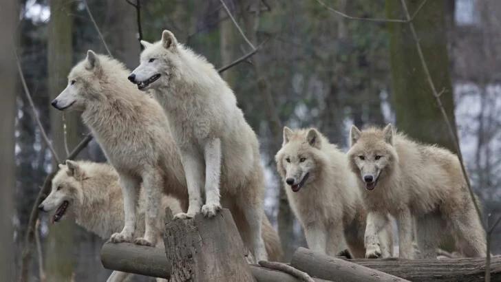 The Largest Wolf Pack Ever Tracked in the Wild - NewsBreak