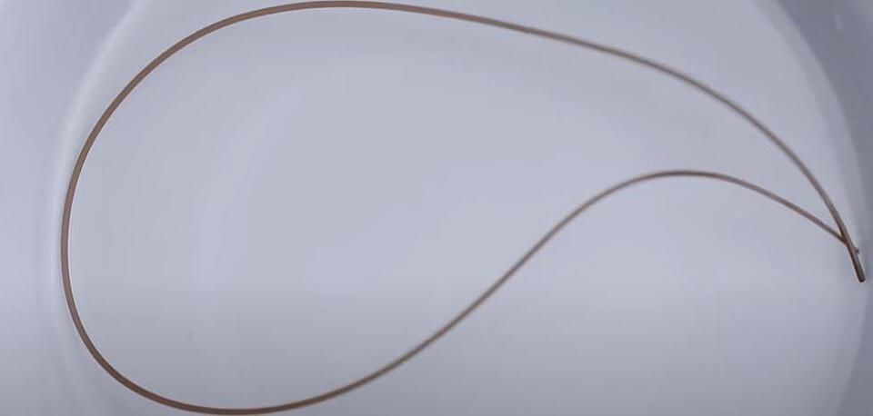 This Spaghetti-Looking Bug Is Actually A Startling Parasite Living in ...