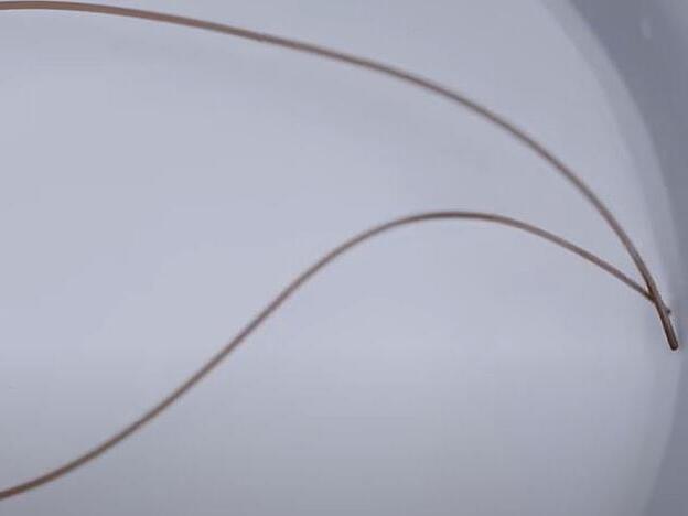 This Spaghetti-Looking Bug Is Actually A Startling Parasite Living in ...