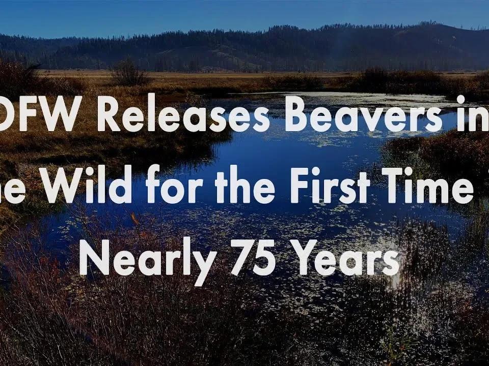 Beaver Bonanza: Wild Beavers Return To California Lakes For The First ...