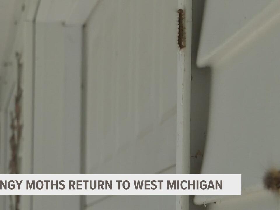 Spongy moths return to West Michigan cities