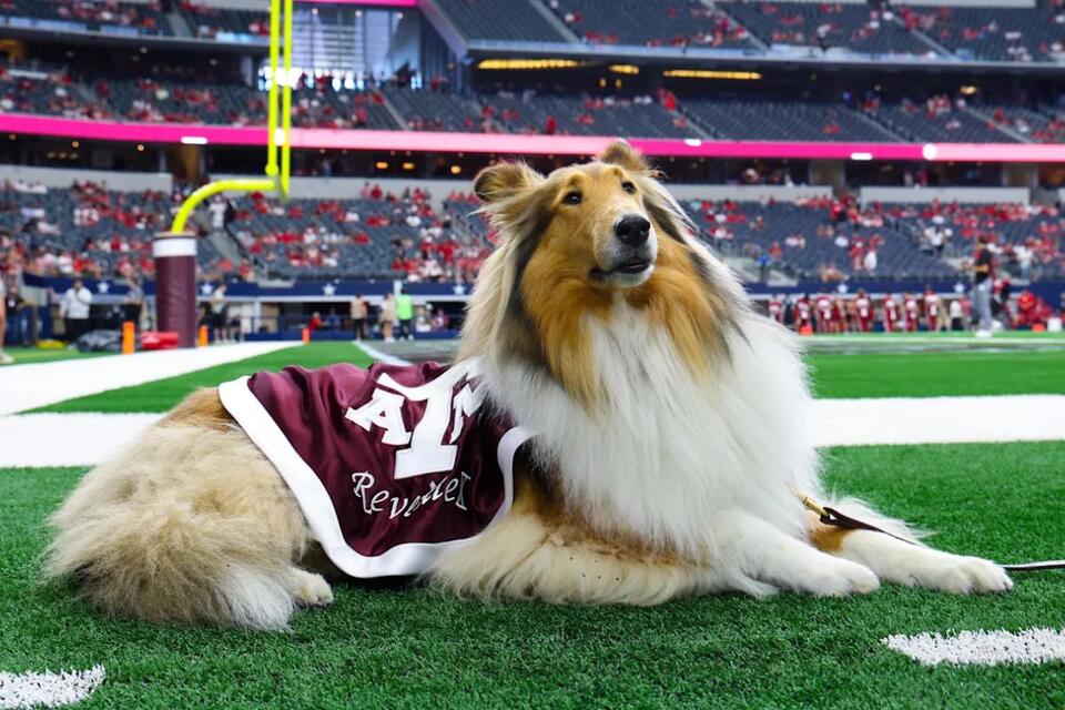 25 Facts About The Texas A&M Mascot - NewsBreak