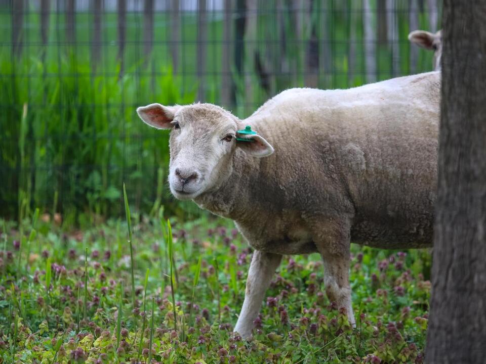 Early Addition: Sheep return to Governors Island for their summer job ...