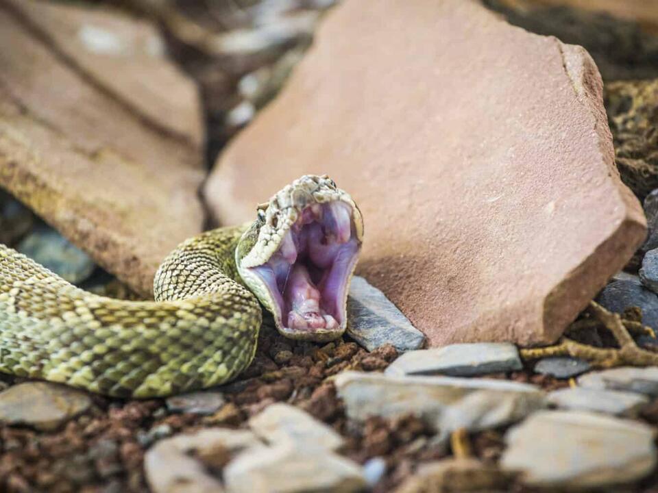 Top 6 Most Common Snake Bites in Mississippi for 2023