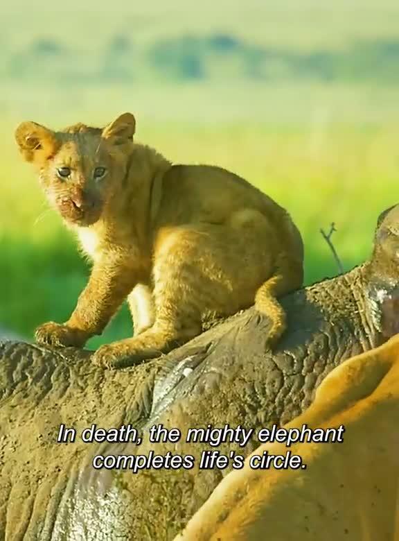 See how animals interact with their environment! Follow to understand ...