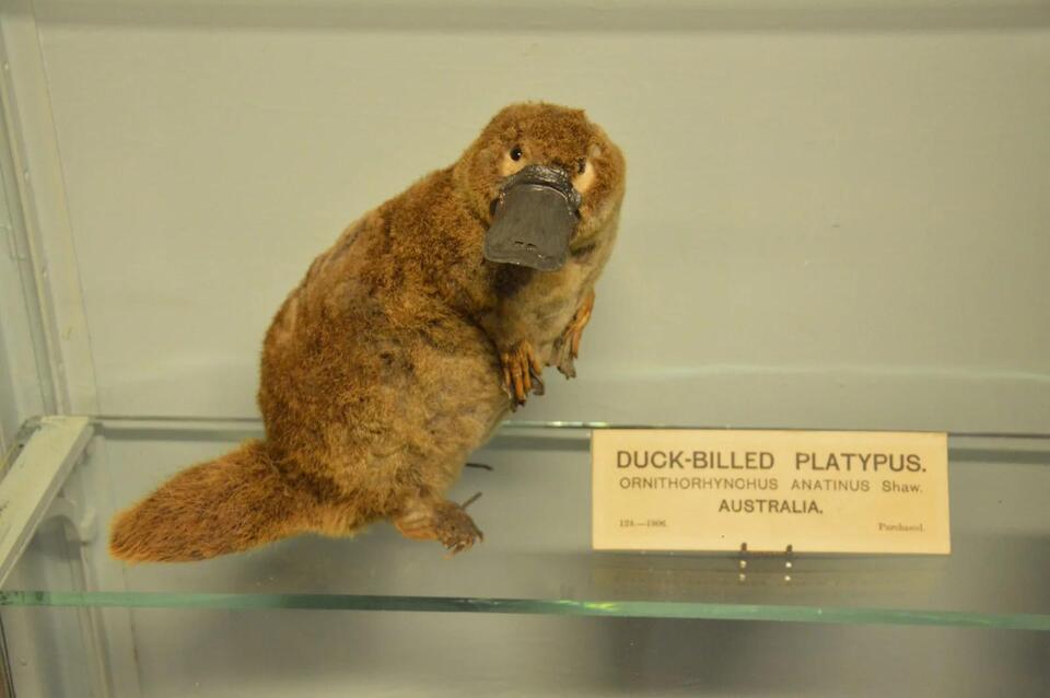 The Mammal That Glows Under UV Light (Platypus) - NewsBreak