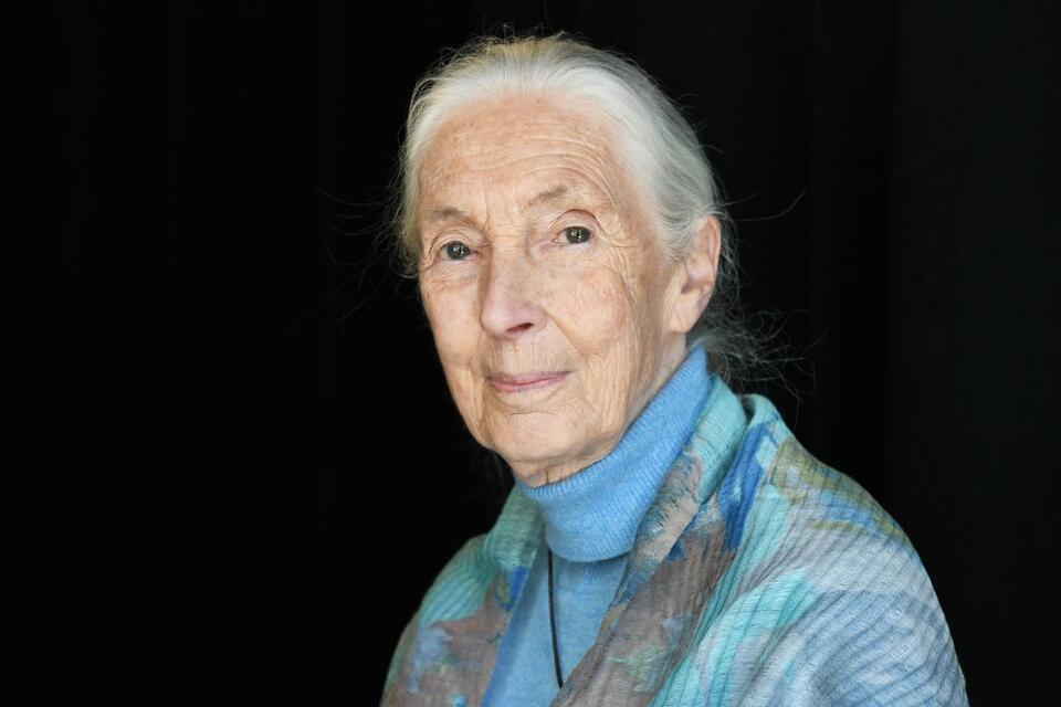 New Museum Exhibit In Montana: Life And Legacy Of Jane Goodall - NewsBreak