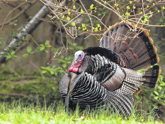 Game Commission calling all turkey hunters as spring gobbler season nears