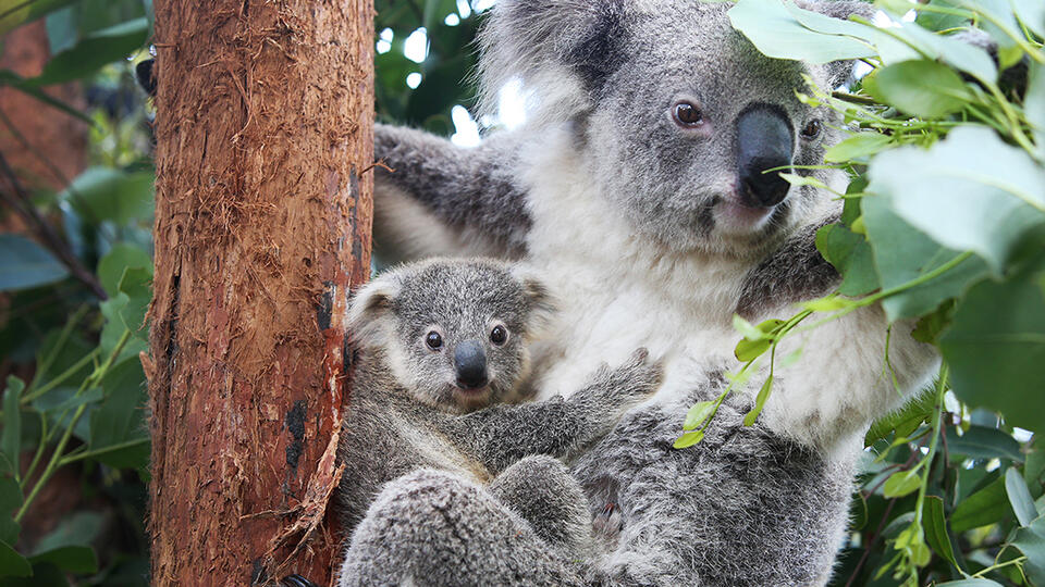 How Koala Family Trees Help Scientists Track Virus Spread and Cancer ...