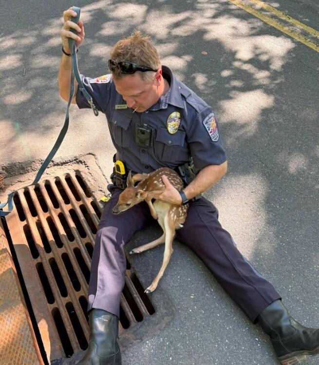 ‘Leonar-DOE’: Upper Gwynedd police rescue fawn trapped in sewer drain ...