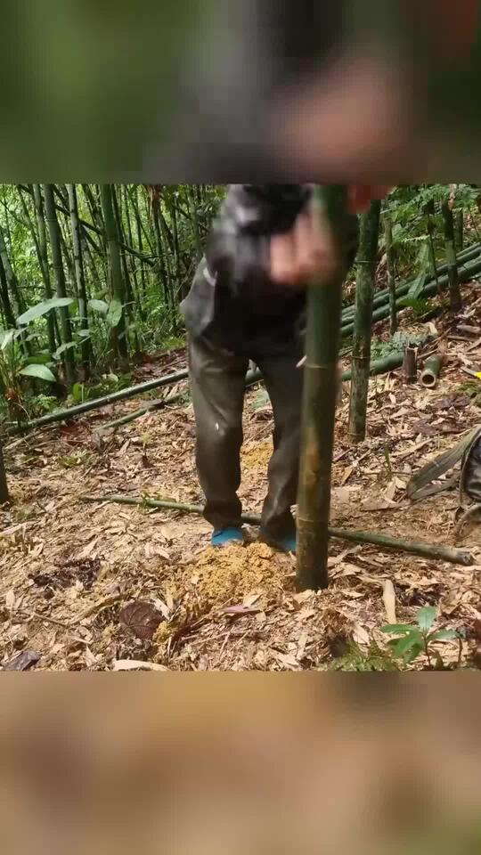 Build a Bamboo house in the forest build building builder ...