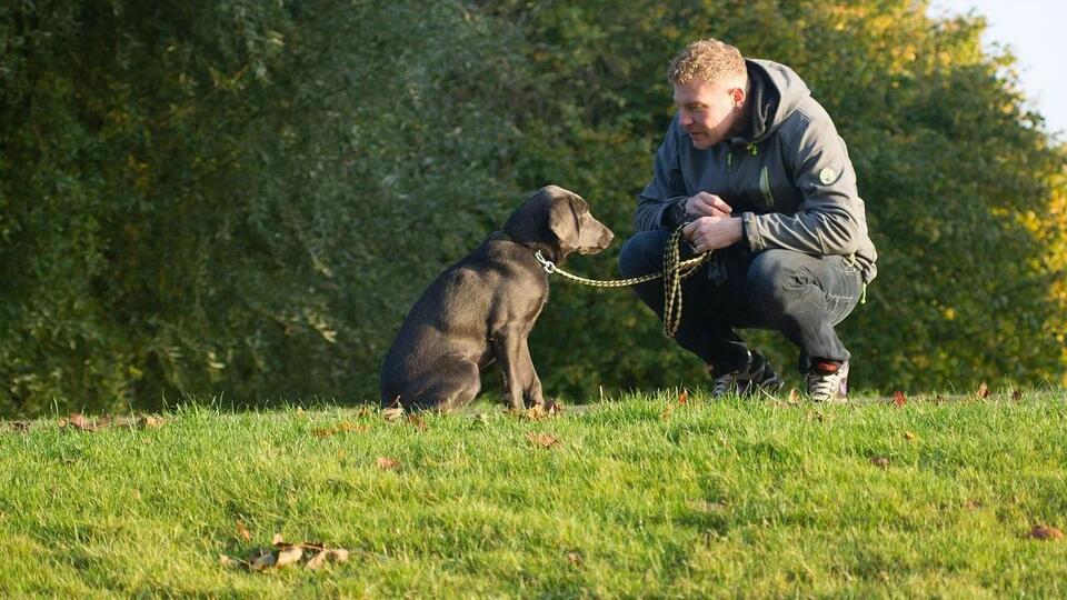 6 Beautiful Ways Dogs Mirror Their Human’s Soul - NewsBreak