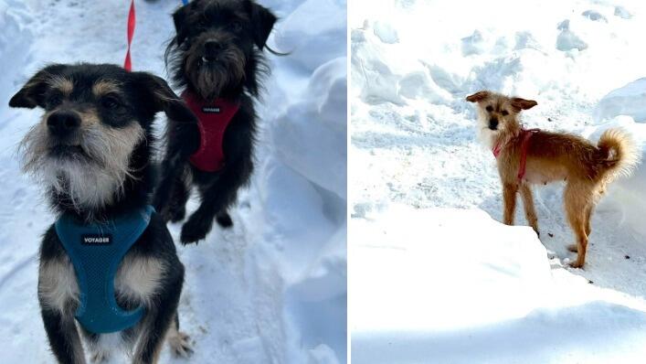 Court Case Dogs Finally Free to Be Adopted: 9 Puppies & 13 Small-Breed ...