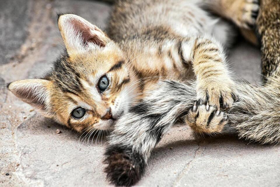 15 Cat Breeds With the Softest Fur in the World - NewsBreak