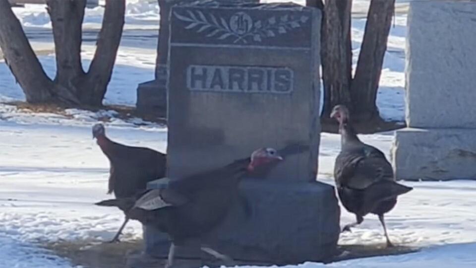 Why Are These Three Turkeys Endlessly Circling A Gravestone? - NewsBreak