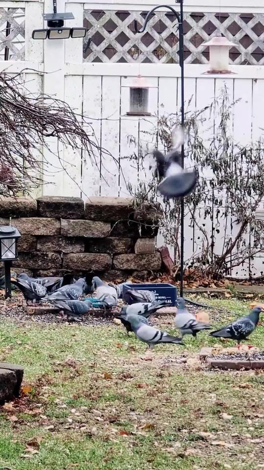 #Pigeon #Nature #Michigan Wildlife 🐦‍⬛ I'm starting to love the Pidgey ...