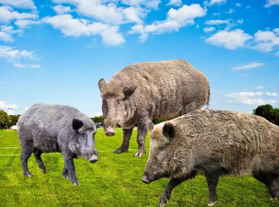 Out Of Control: Feral Hogs Cause Massive Damage To Texas Park - NewsBreak
