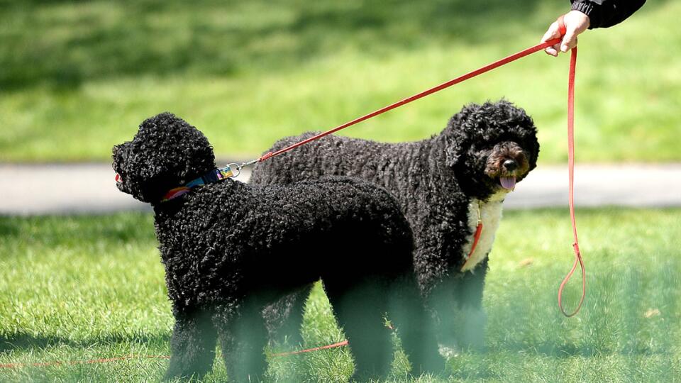 Barack and Michelle Obama’s Dog Sunny: Breed, Age, and More - NewsBreak