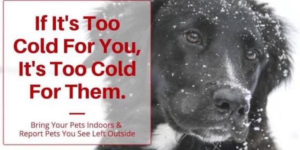 Beaufort Animal Services warns of keeping pets outside in cold weather ...