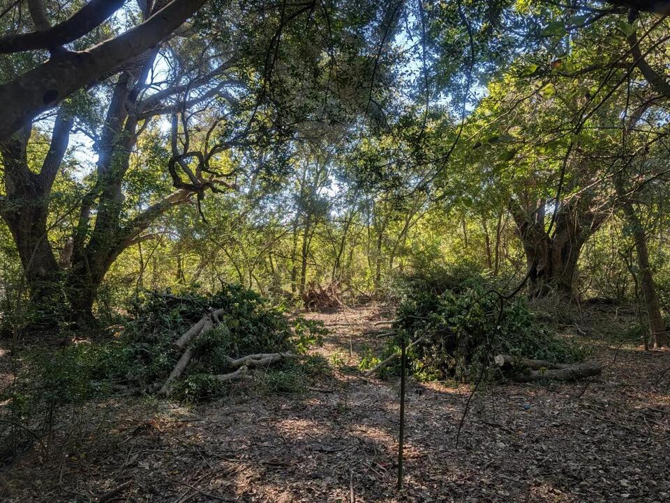 Invasive Species Awareness Week: Restoring Balance at High Island ...