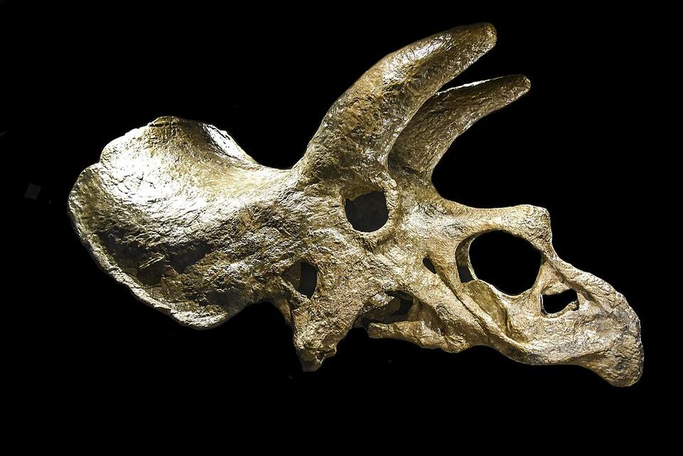 Triceratops: The Iconic Three-Horned Face of the Late Cretaceous ...