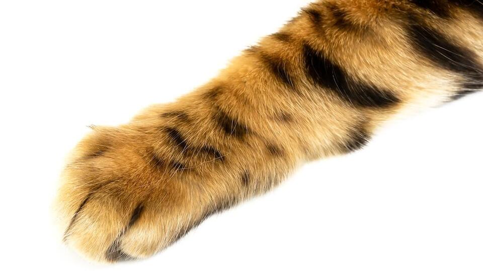 Super-Rare Bengal Maine Coon Mix Has the Most Dramatic Eyeliner - NewsBreak