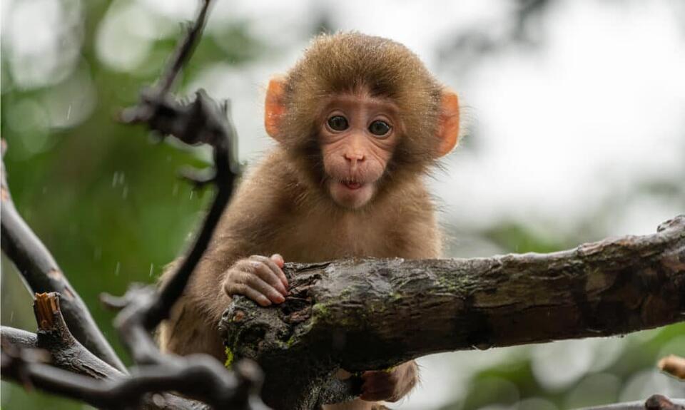 200+ Species Roam Still the World: How Many Monkeys Are Left? - NewsBreak