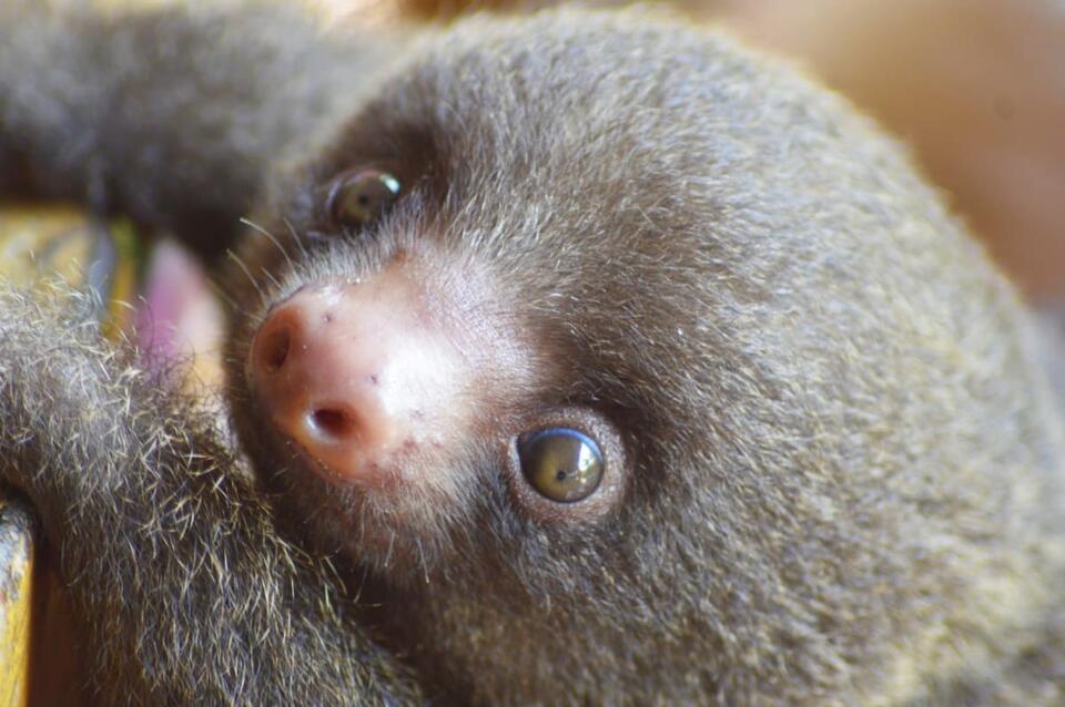 One-Week Old Baby Sloth at Cincinnati Zoo Couldn't Be Any Sweeter ...