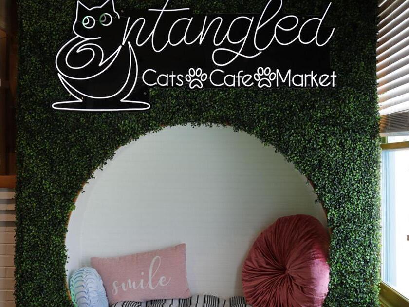 PHOTOS: Entangled Cat Cafe Opening