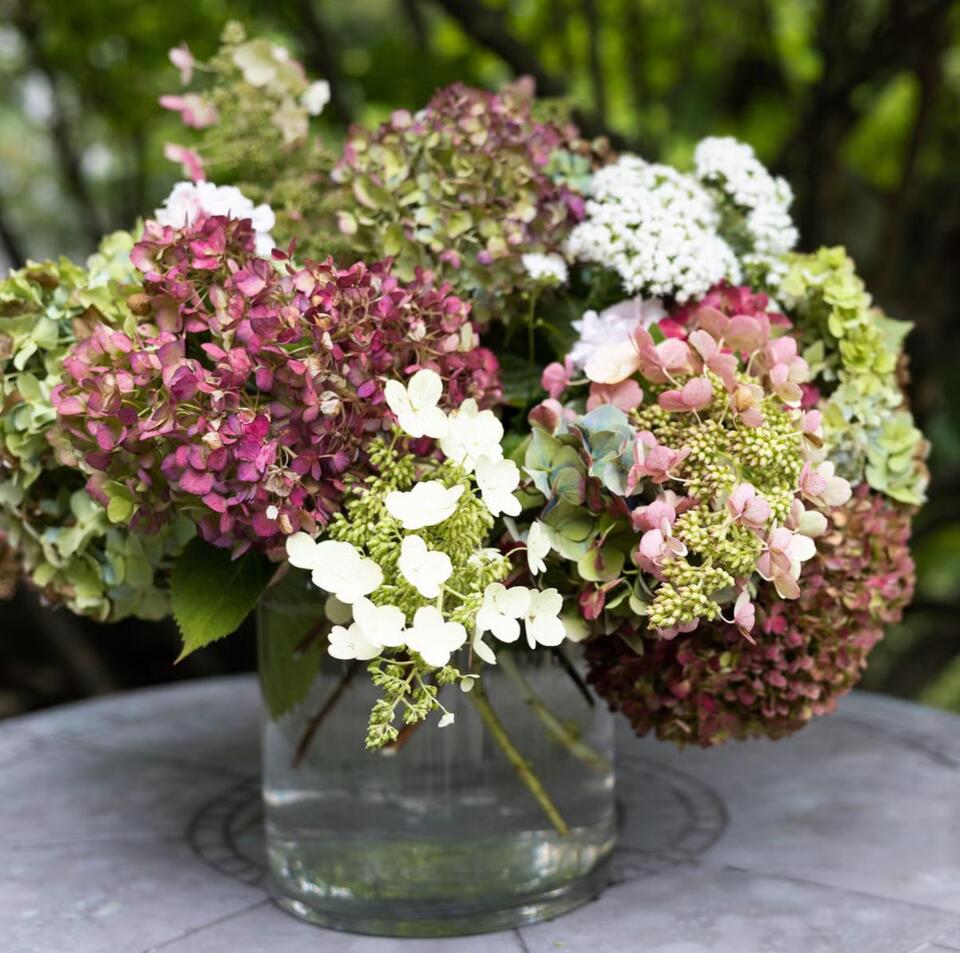 How to preserve your hydrangeas: The ultimate drying technique you need ...