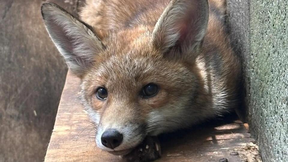 UK heatwave is draining wildlife's precious energy, and 5 small moves ...