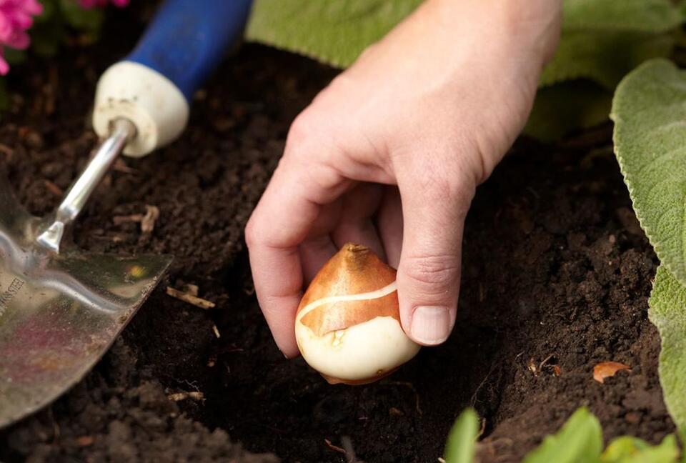 How to Plant Tulip Bulbs in Fall for a Showstopping Spring Display ...