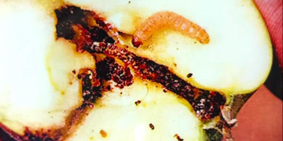 Gleaning Project brings awareness to the Codling Moth - NewsBreak