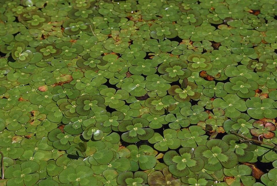 8 Genius Ways Plants Defend Themselves From Predators - NewsBreak