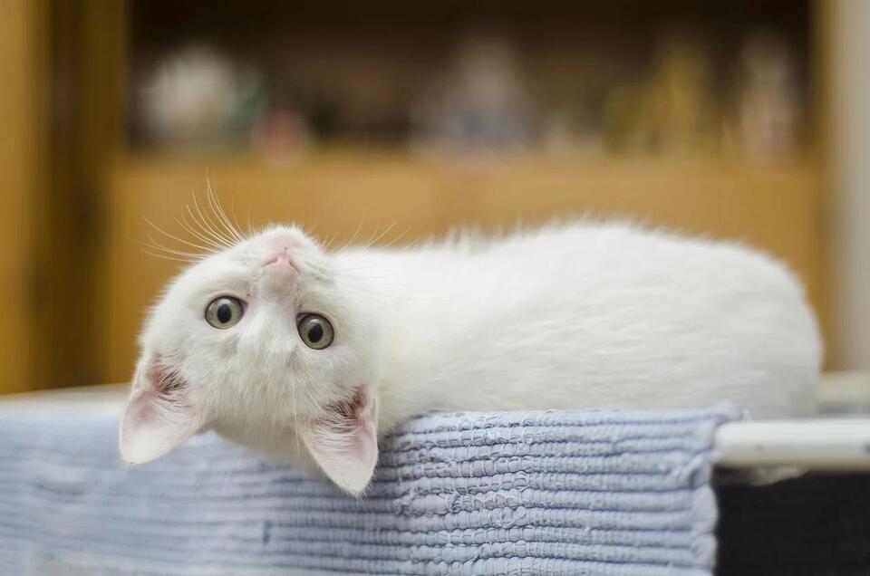 5 Weird Sleeping Positions That Reveal Your Cat’s Mood - NewsBreak