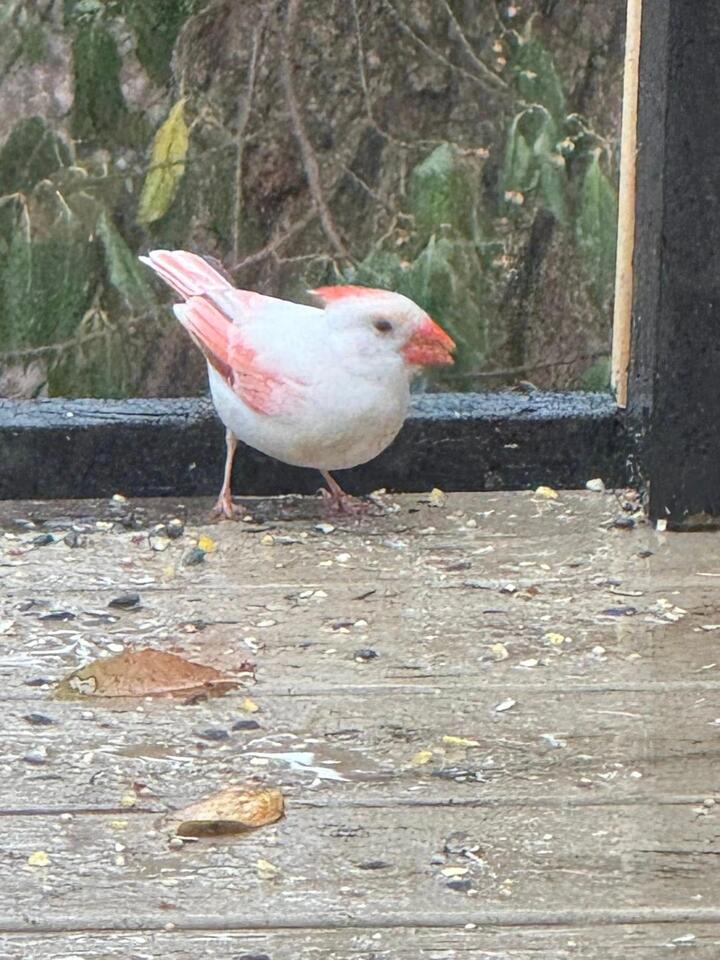 Rare White Cardinal Spotted in Illinois Has Birders Buzzing - NewsBreak