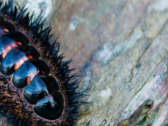 Researchers Solve Mystery of The Sea Creature That Evolved Eyes All ...