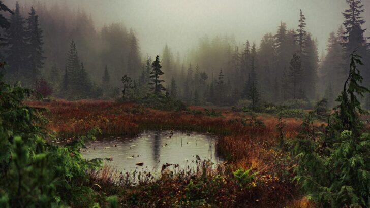 What Happens If Humans Disappear From a Forest Ecosystem? - NewsBreak