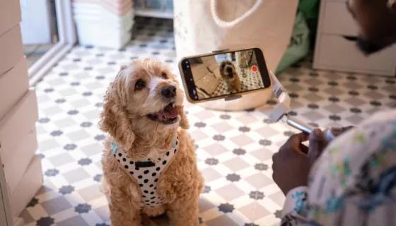 IRS to Allow Tax Deductions on Pets in 2025 - NewsBreak