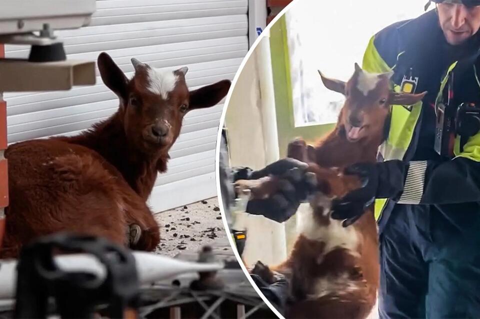 Madrid firefighters rescue goat from 5th floor window ledge - NewsBreak