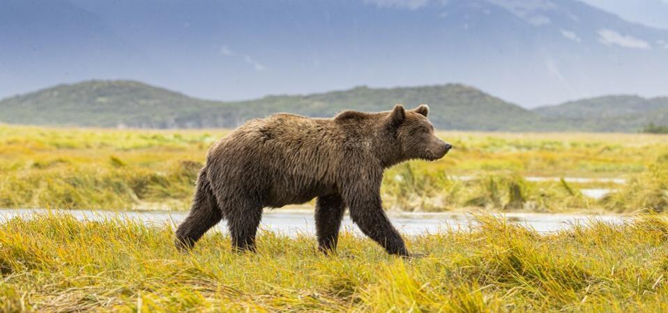 Meet ‘Bear 122’ — The Indestructible Grizzly Who Survived A Train ...