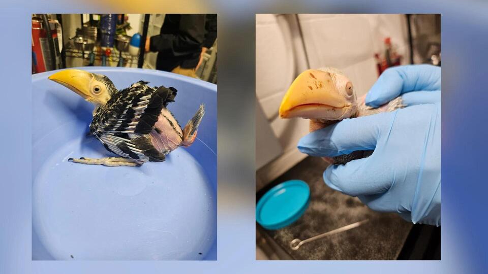 Naples Zoo celebrates first-generation Toco Toucan newborn ahead of ...