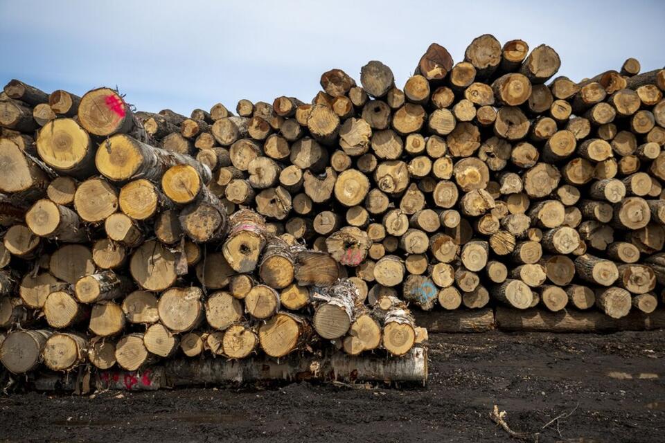 Trump’s Wood Tariffs Are Coming. Who Will Be Hit Hardest - NewsBreak