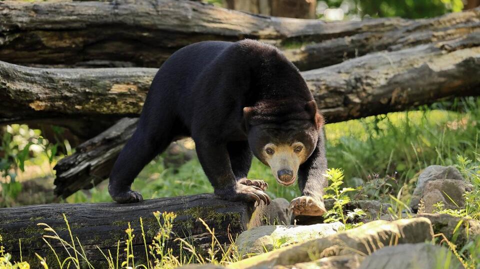 Rescued Bear Full of Disbelief While Taking His Very First Steps of ...