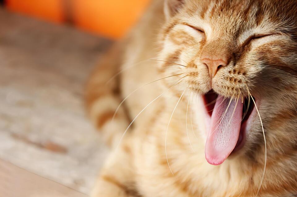 10 Signs Your Cat Is Waiting for You to Notice Them - NewsBreak