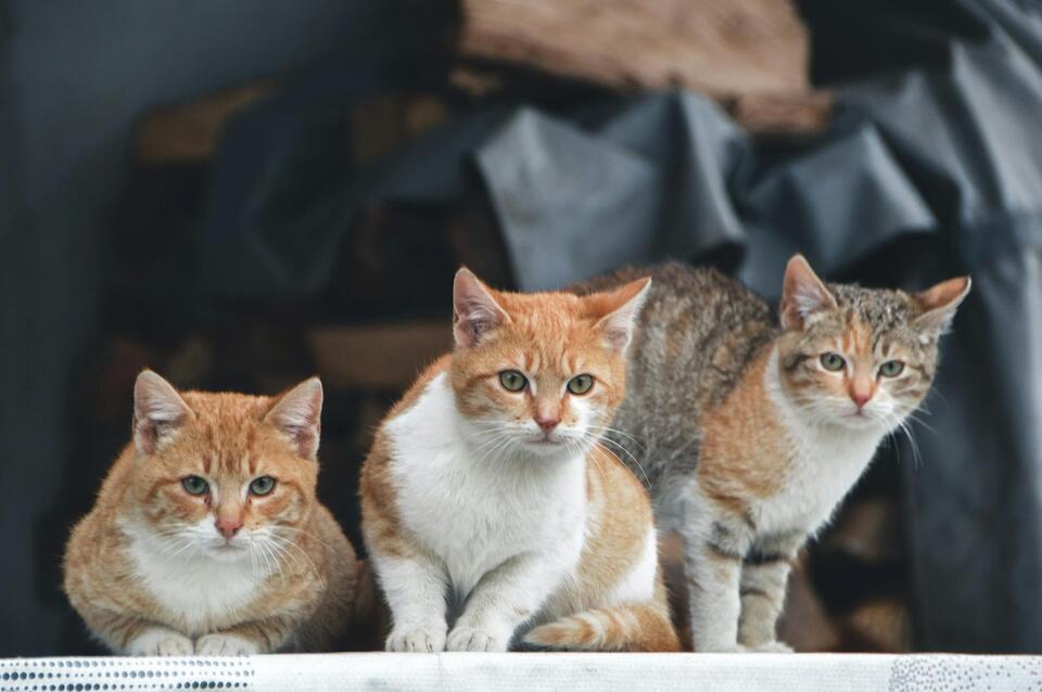 10 Cat Breeds That Are Surprisingly Sensitive to Human Emotions - NewsBreak