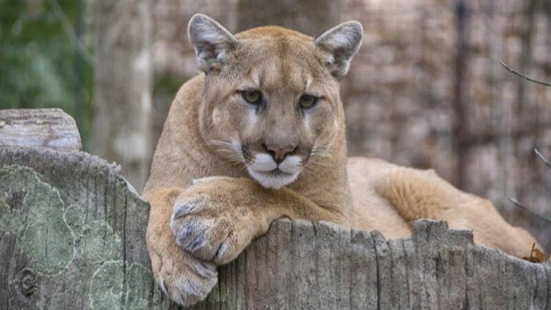 Wild Predator Wanders Into San Francisco, Triggers Safety Warning Near ...